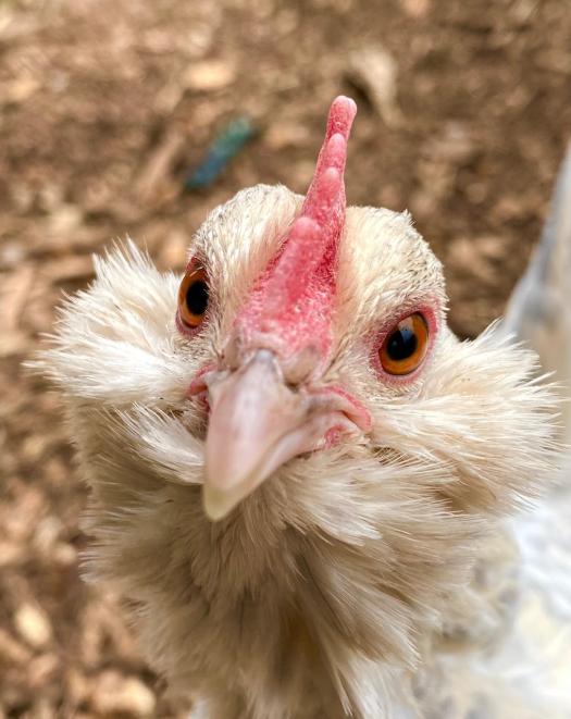 Sunday with Chickens and What to do Next – agilejack
