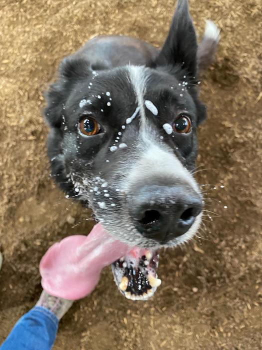 If It’s Monday, It Must Be Slobber Day – agilejack