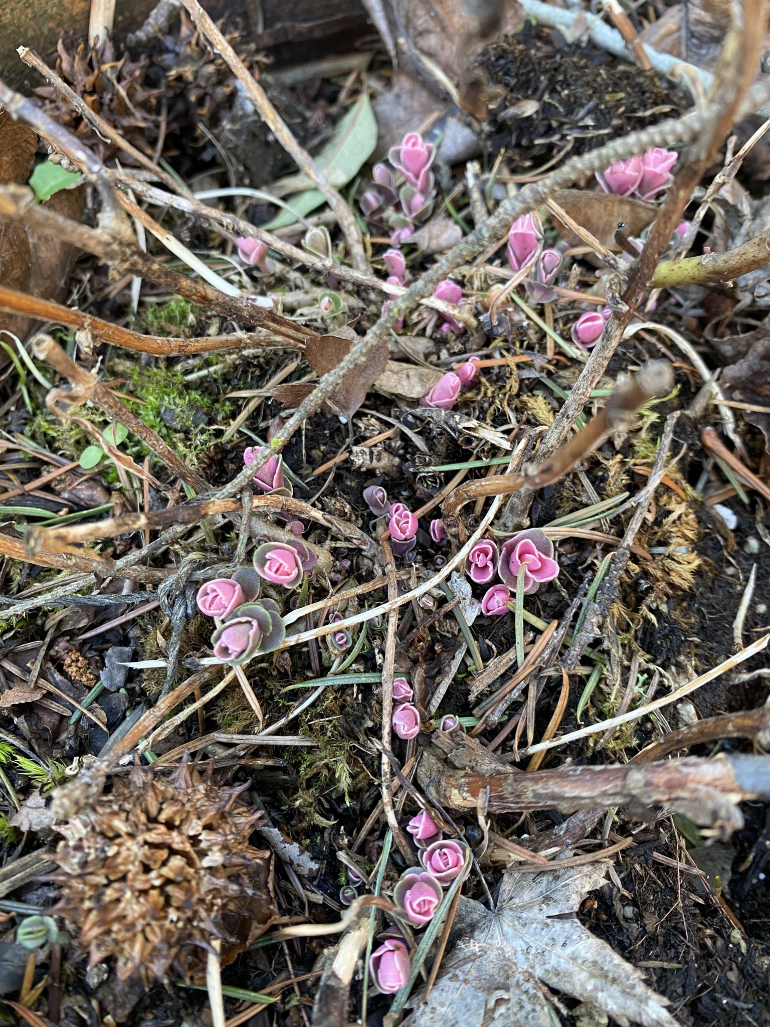 Chasing a Squirrel on a Gorgeous Spring Day – agilejack