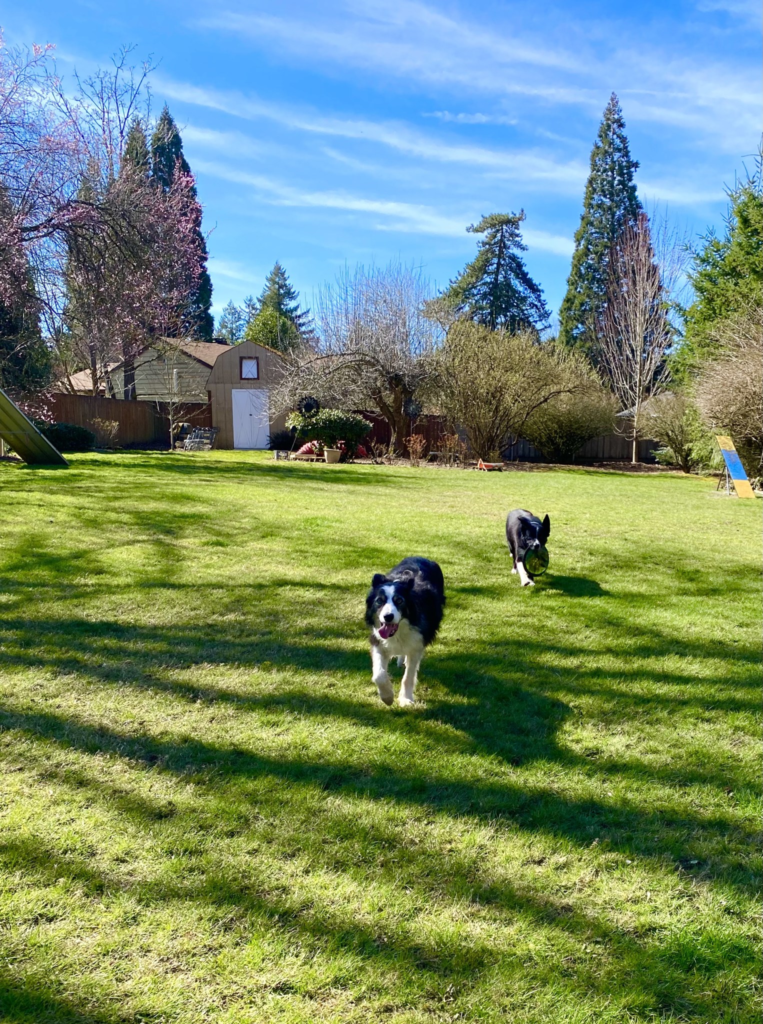 agilejack – Page 2 – Dogs, Quilting, Profanity