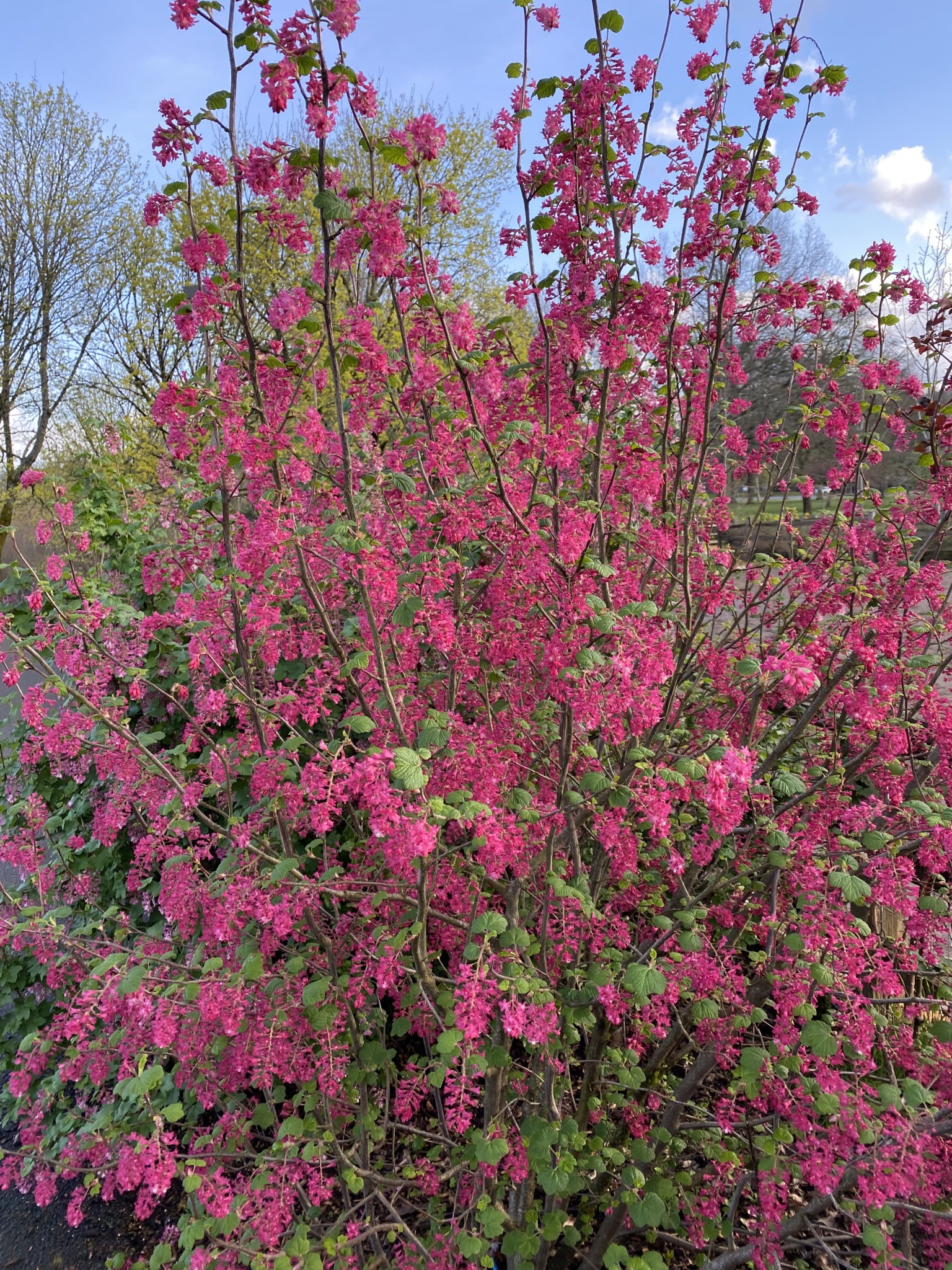 More Than Half My Brandon Leftover Blocks are Done – agilejack