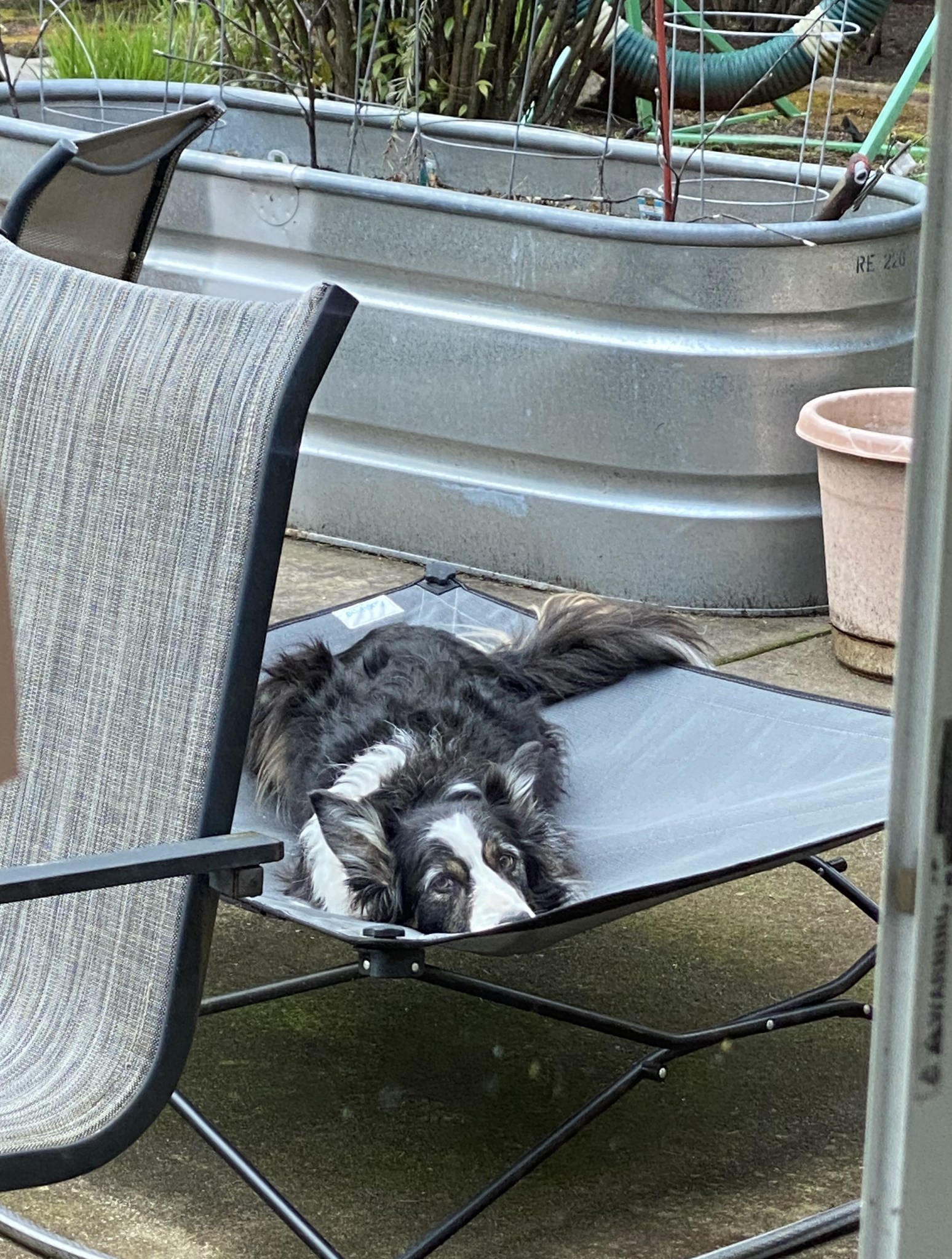 agilejack – Page 5 – Dogs, Quilting, Profanity